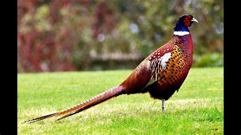 10 ყველაზე ლამაზი ფრინველი საქართველოში • 10 The Most Beautiful Birds