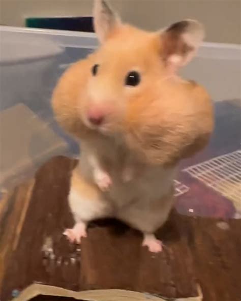 Hamster With Stuffed Cheeks Wants To Play 🐹 Cheek Cricetinae Love