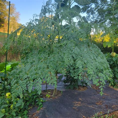 Dwarf Moringa Tree Etsy