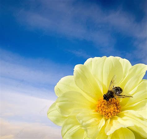 Pollen Cloud Background Images Hd Pictures And Wallpaper For Free