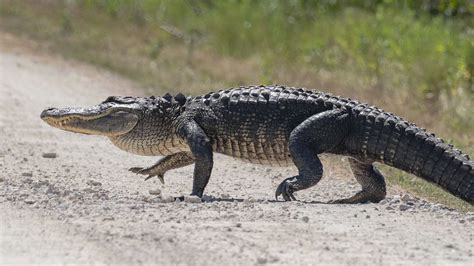 The Difference Between An Alligator And A Crocodile