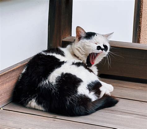 Ferdalangurinn 🐈🐸 On Twitter у каждого уважающего себя храма должна