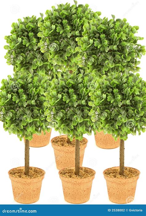 Small Trees Stock Photo Image Of Small Greenery Decorative 2538002