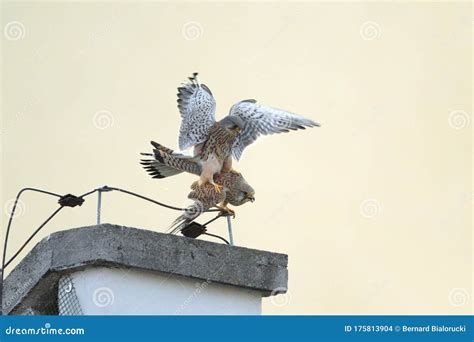 Mating Pair Of Common Kestrel Birds On A City Building Chimney During