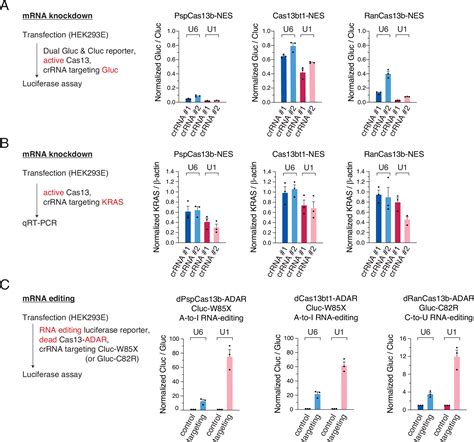 Cytosolic Crispr Rnas For Efficient Application Of Rna Targeting Crispr Cas Systems Embo Reports