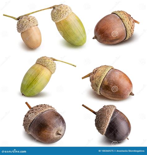 Acorns Of Oak Isolated On White Background Stock Image Image Of Food