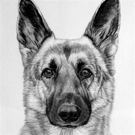 Как поэтапно нарисовать немецкую овчарку карандашом поэтапно для начинающих