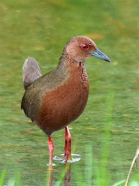 Crakes And Rails Of Se Asia