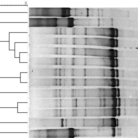 Dendogram Of Rapd Pcr Profiles Of Bacteriocin Producing Enterococcus