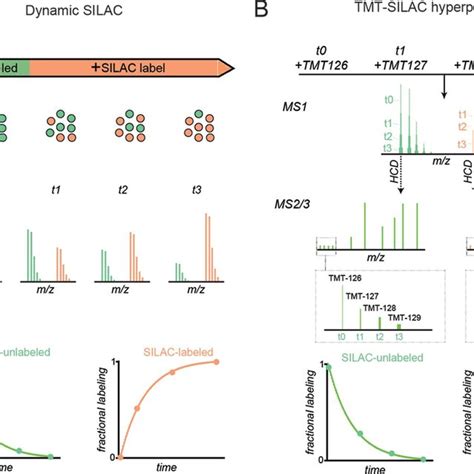 Comparison Of Dynamic Silac And Tmt Silac Hyperplexing For Measurement Download Scientific