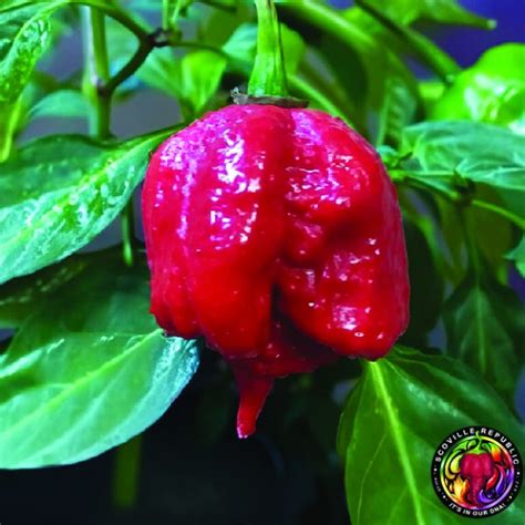7 Pot Primo Red Chilli Seeds Scoville Republic