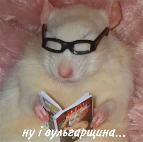 Funny Hamster Meme A Hamster Wearing Glasses Reading A Book Животных