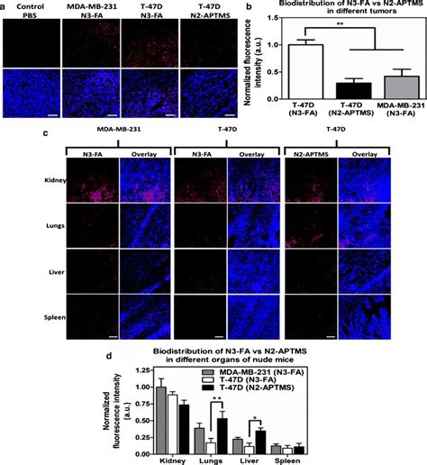 Biodistribution Of Aptms Conjugated N2 Aptms And Folic Download