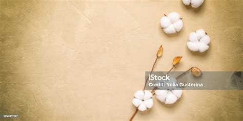 베이지 색 치장 벽토 배경에 면 꽃 꽃 구성 상단 보기 플랫 레이 복사 공간 넓은 구성 톤 사진 0명에 대한 스톡 사진 및 기타 이미지 Istock