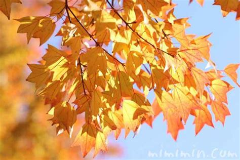 トウカエデの紅葉黄葉の写真花言葉 みみみんブログ