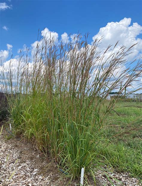 Fs1353 Invasive Plants And Native Alternatives For Landscapes Rutgers Njaes