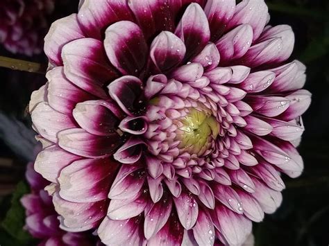 Купить клубни и луковицы георгин в Украине недорого почтой | FLORIUM.UA