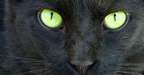 I Heard You Guys Like Cats And Subliminal Messages Album On Imgur