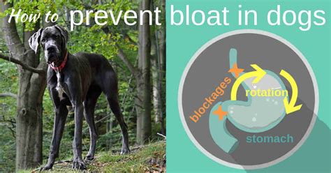 What Are The Symptoms Of A Twisted Bowel In Dogs