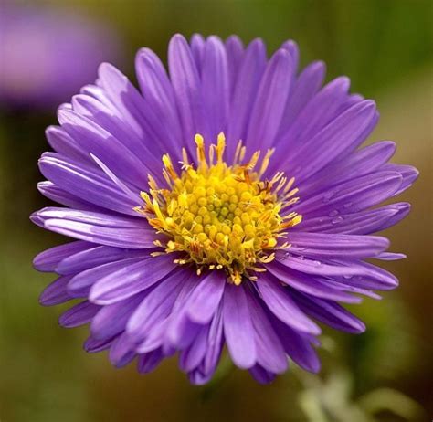 Late Season Stars Your Complete Aster Flower Guide Birds And Blooms