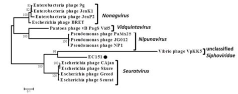 Phylogenetic Analysis Of The Concatenated Quee Quec Qued Fole And Download Scientific