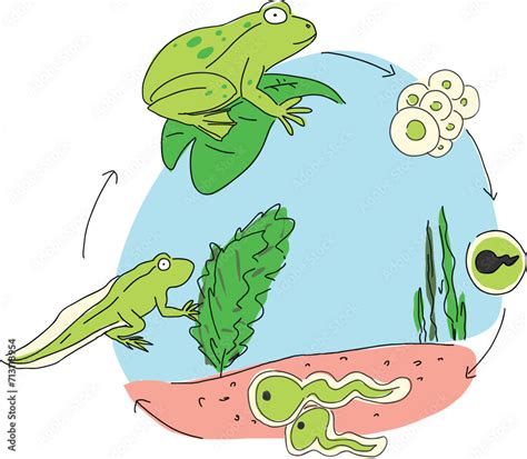 Life Cycle Of A Frog Amphibian Reproduction Lifecycle Frogs Grow