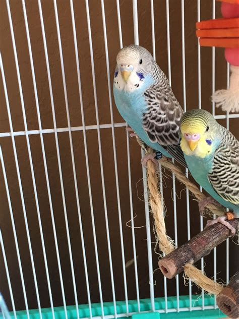 Sexing Parakeets Backyard Chickens Learn How To Raise Chickens
