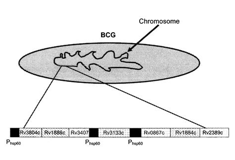 Tuberculosis Vaccines Patented Technology Retrieval Search Results
