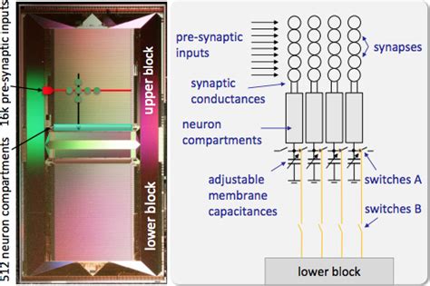An Accelerated Analog Neuromorphic Hardware System Emulating Nmda And