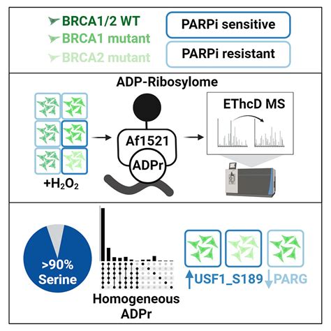 Adp Ribosylome Analysis Reveals Homogeneous Dna Damage Induced Serine