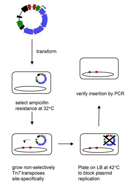 Protocol For Use Of Transgene Insertion Plasmid 1 Transform The Download Scientific Diagram