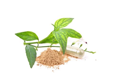 Andrographis Paniculata Planta Cápsula De Andrographis Cápsula De Hierbas Aislada Sobre Fondo