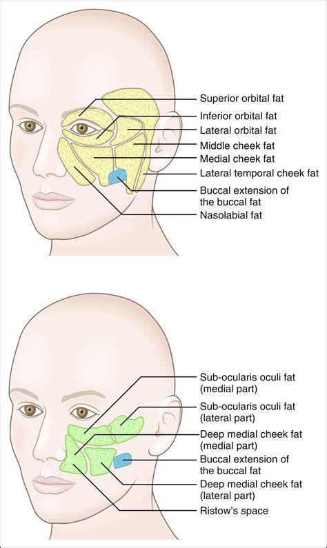 Poly L Lactic Acid Clinical Tree