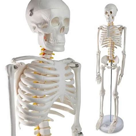 Pvc Human Skeleton Disarticulated At ₹ 9000piece In Pune Id