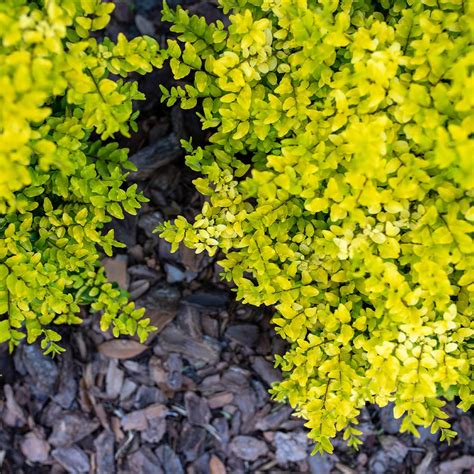 Sunshine Ligustrum Shrubs For Sale