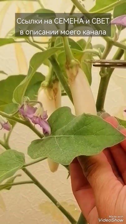 баклажан дома Собираю урожай Как выращиваю смотри на канале How