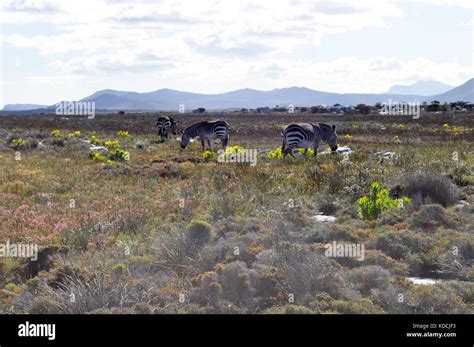 Fynbos Vegetation And Wild Zebra On The Cape Peninsula Near Cape Town