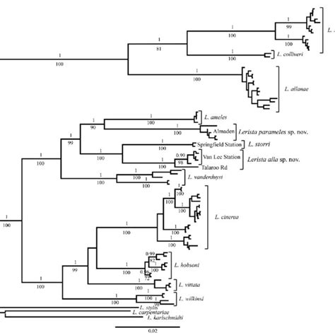 Maximum Likelihood Tree Based On The Full Concatenated Dataset Clade Download Scientific