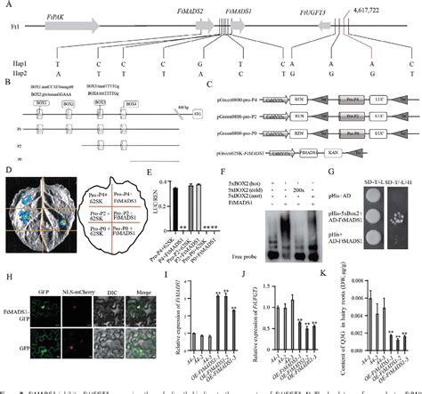 Figure 2 From Evolution And Domestication Of A Novel Biosynthetic Gene