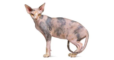 Kot Sfinks Rasowe Koty Domowe