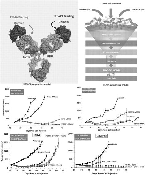 Uspto Adc Psma Steap1 Antibody Cancer Oncology Drugdevelopment