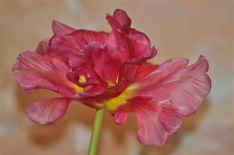 Tulipa "Abba" / Тюльпан "Абба" | Svetlana May | Flickr