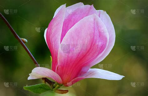 开花的木兰