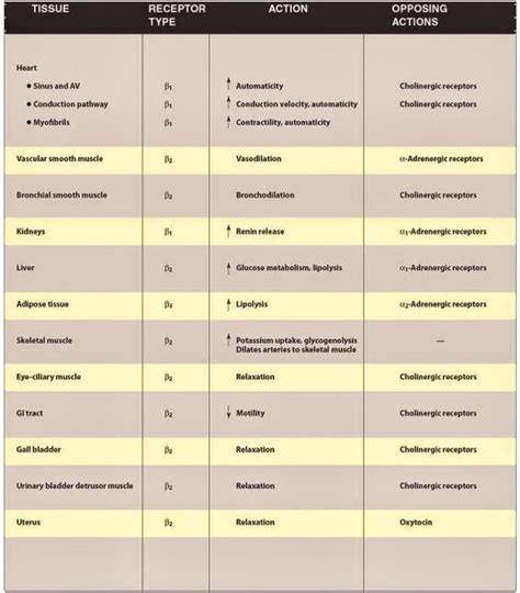Beta 1 And Beta 2 Adrenergic Receptors Vasodilation Cholinergic