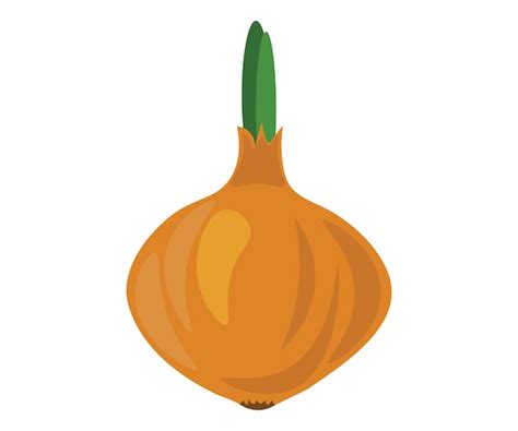 Cebolla Vector Premium