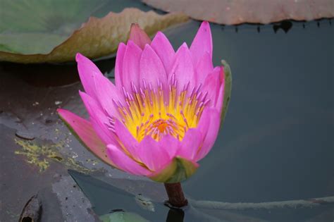 清水出芙蓉，天然去雕饰happynessss 站酷zcool