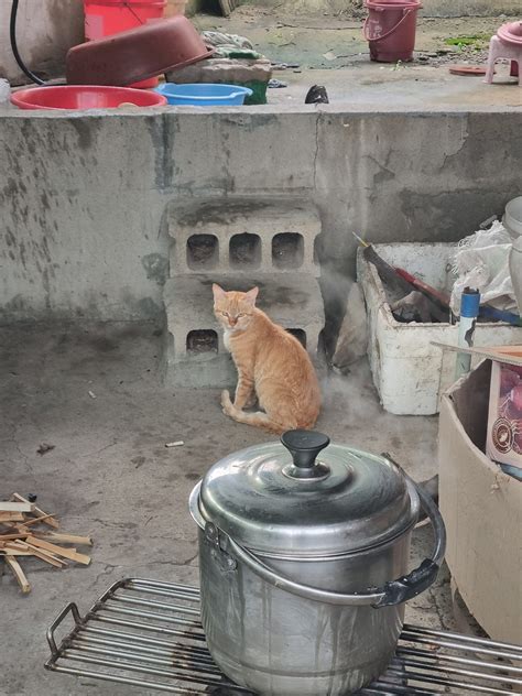 히덩🌟 On Twitter 옻닭을 노리는 엄마냥이 비와서 젖어버린 애기냥이 Jihy8wyg9x Twitter