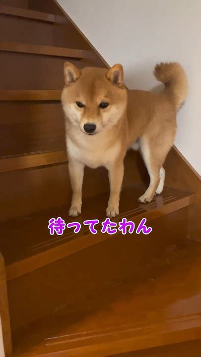 抱きしめたくなっちゃいます 【柴犬】豆柴ぽてと Youtube