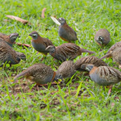 Everything You Need To Know About Button Quails