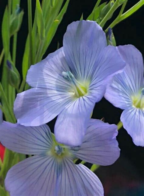 Linum Picturethis